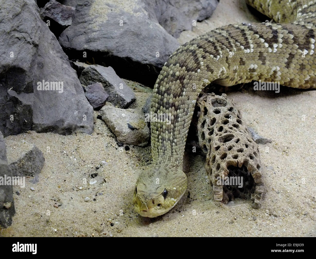 Mexican west coast rattlesnake (crotalus basiliscus Stock Photo - Alamy