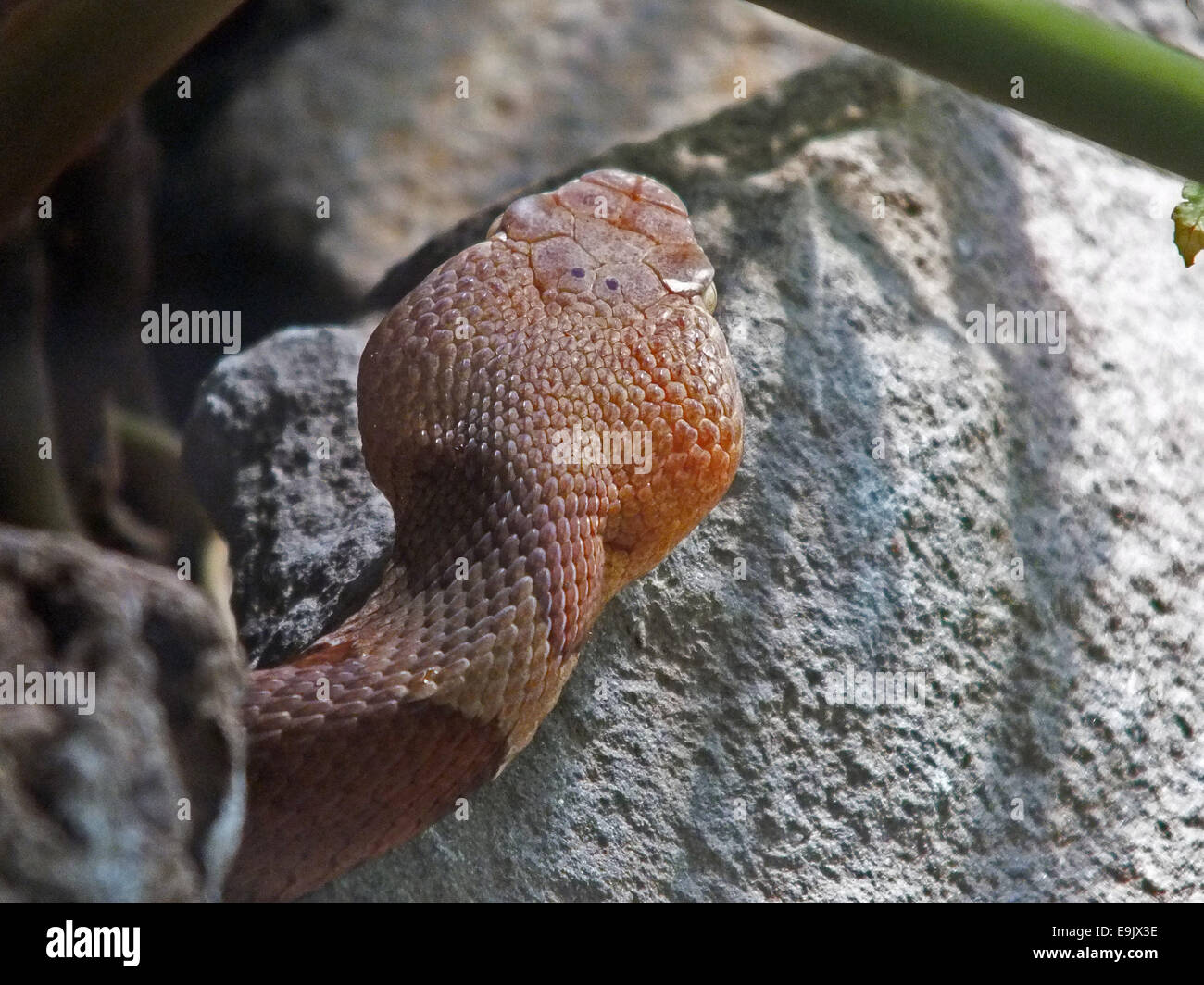 North American Copperhead (Agkistrodon contortrix) in the typical ...