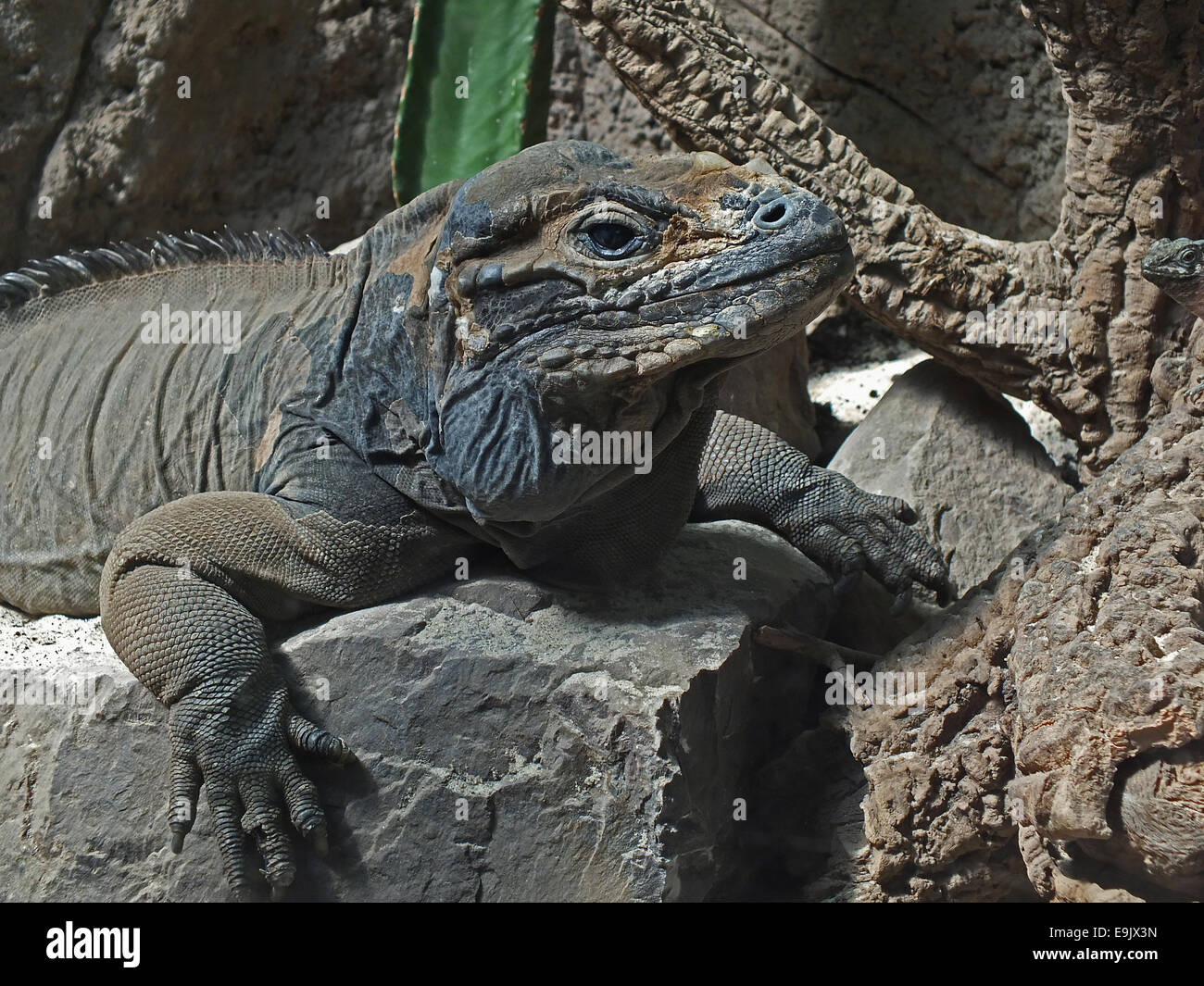 Venomous poison poisonous lizard hi-res stock photography and images ...