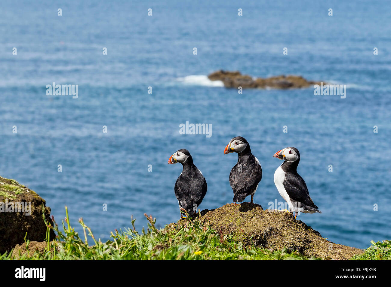 Atlantic puffin (Fratercula arctica) perch on rock overlooking the ...