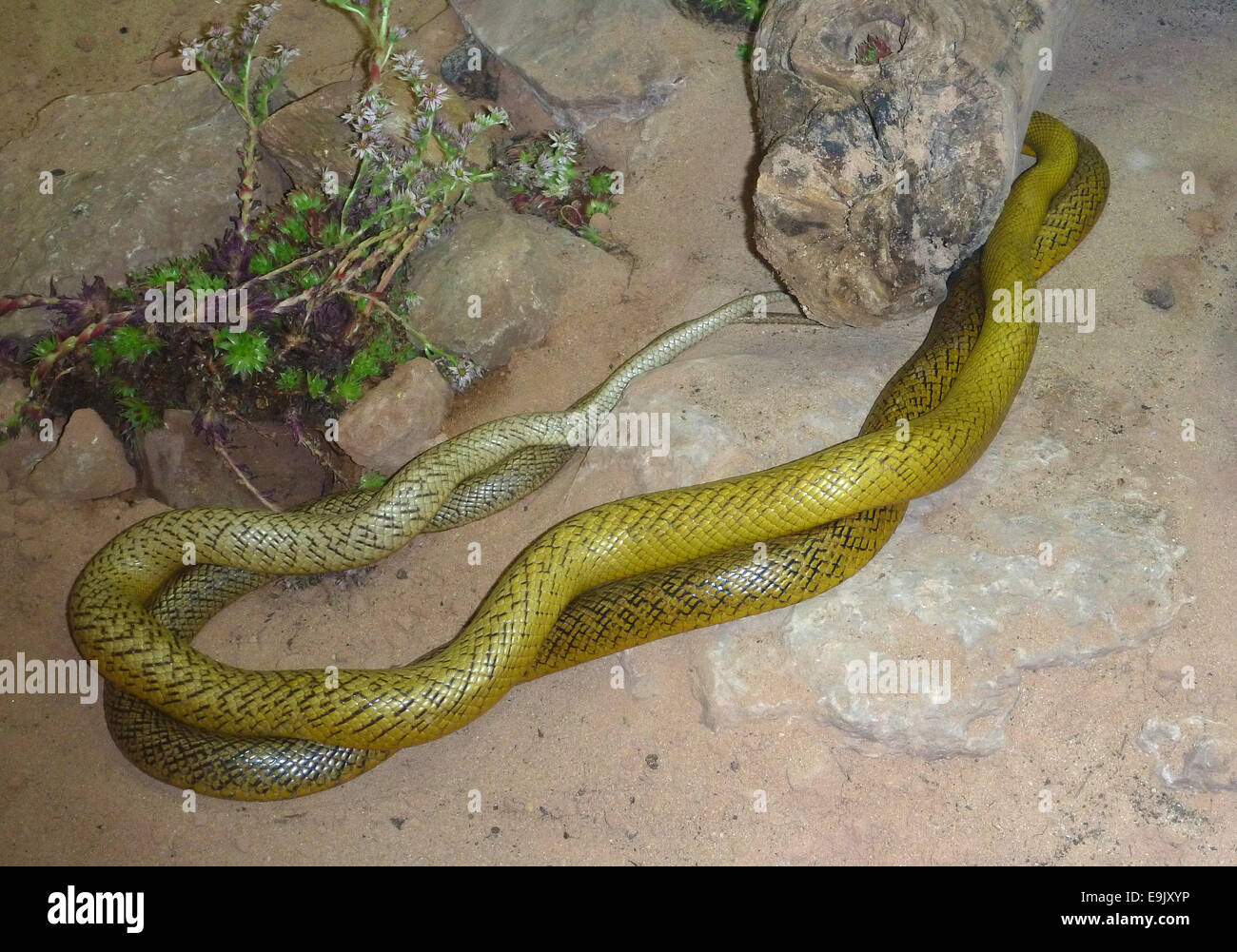 Taipan Snake High Resolution Stock Photography and Images - Alamy