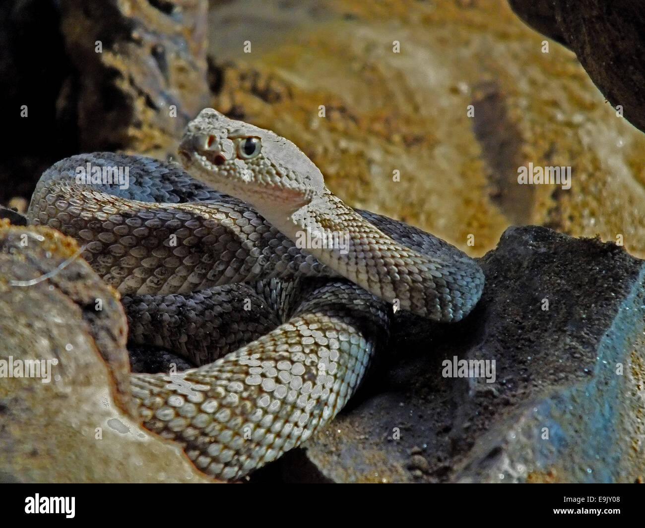 Mexican west coast rattlesnake (crotalus basiliscus Stock Photo - Alamy