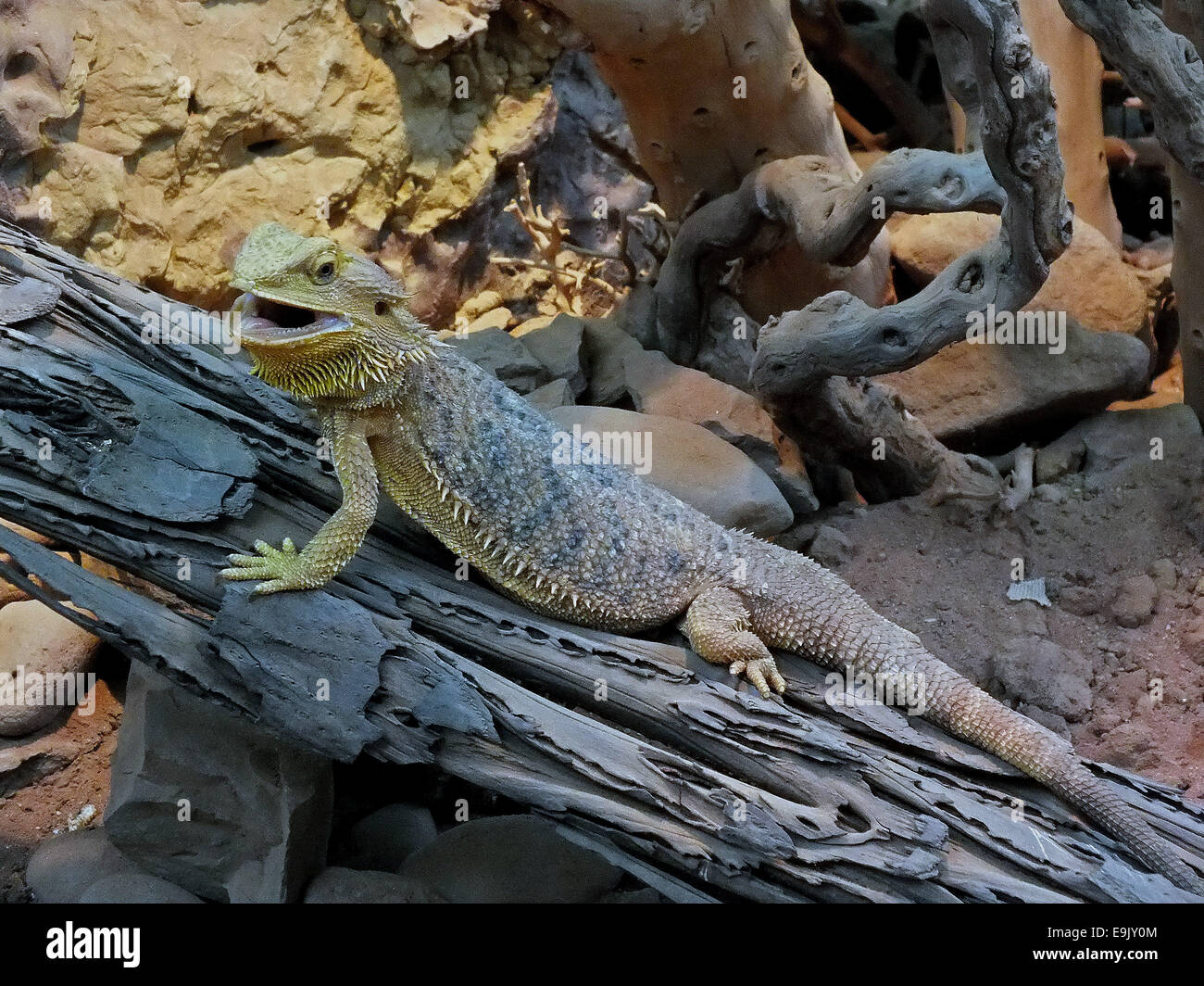 Bearded dragon (Pogona vitticeps Stock Photo - Alamy