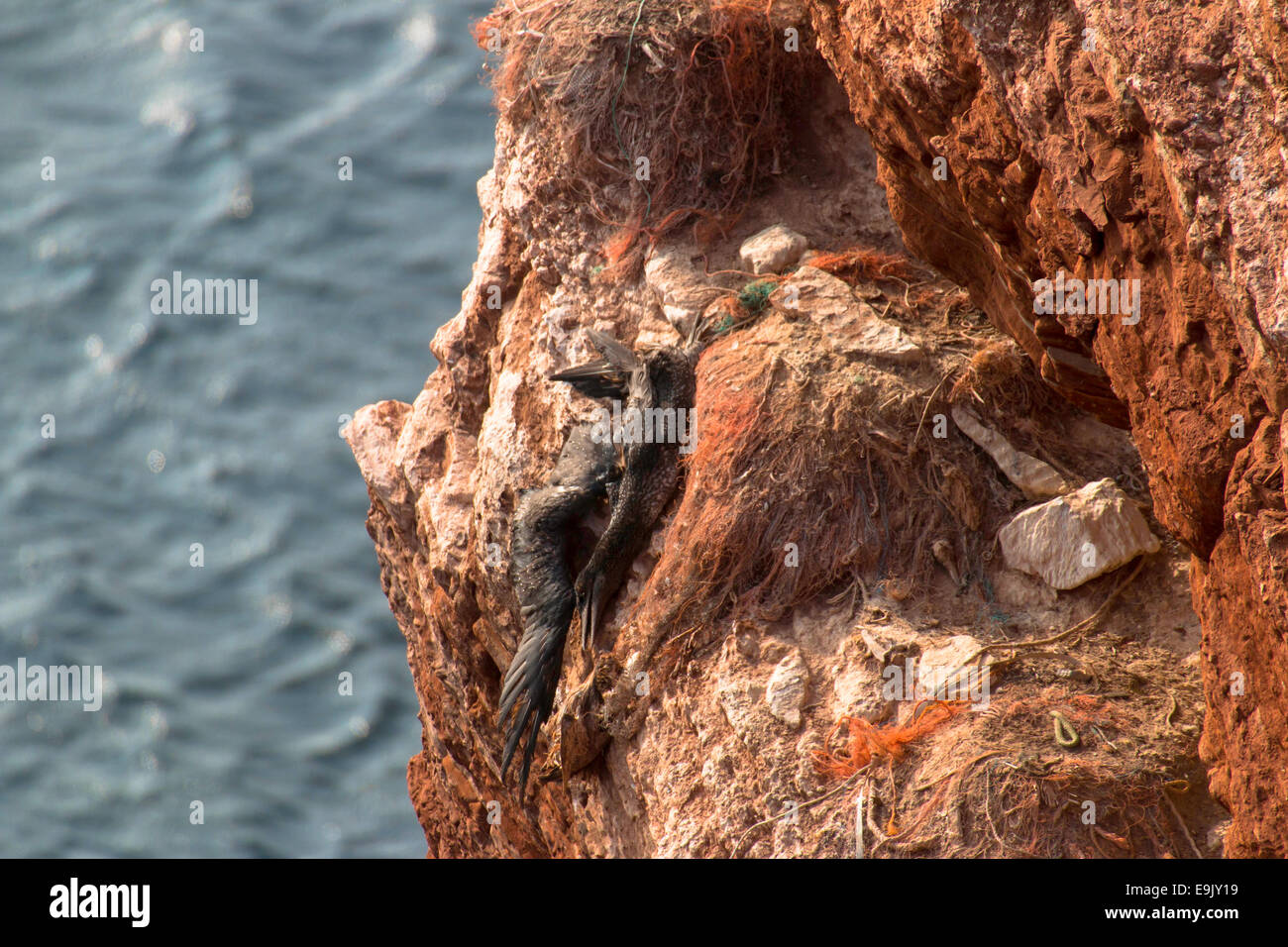 Bird Mummy In Birdcliff Stock Photo - Alamy