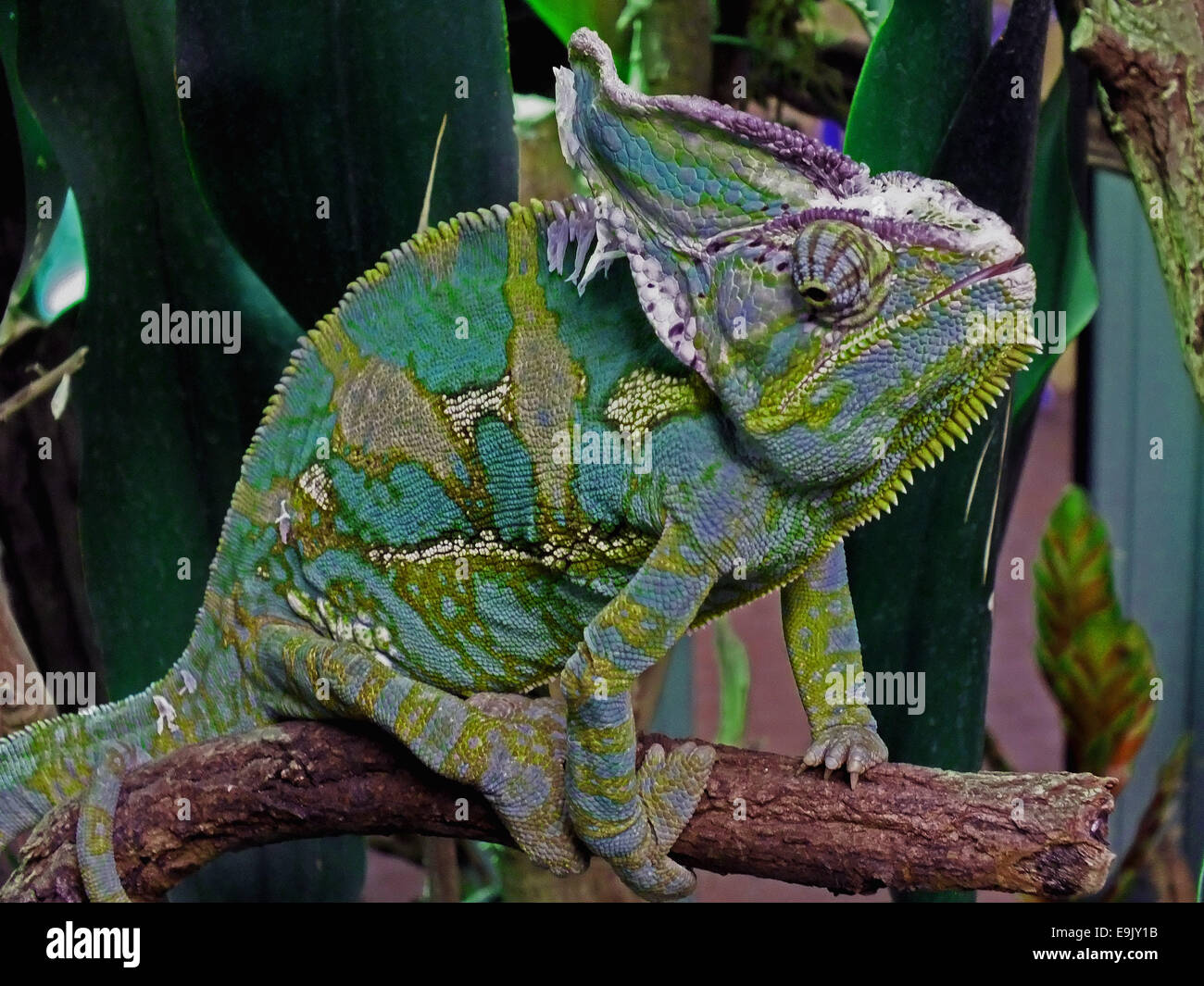 Chameleon technology hi-res stock photography and images - Alamy