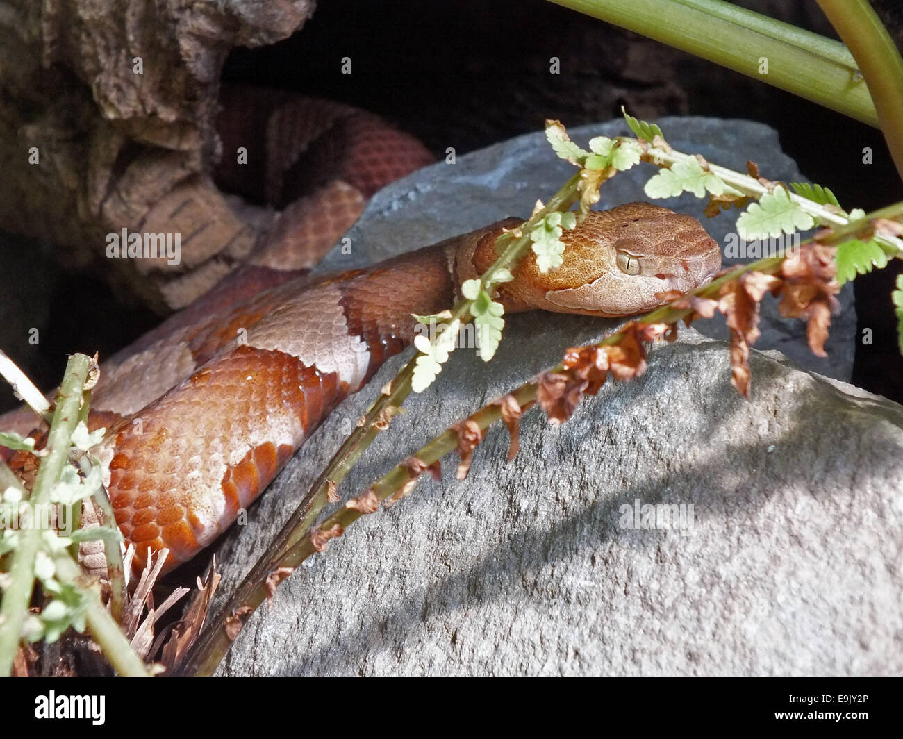 Contortrix biologie hi-res stock photography and images - Alamy