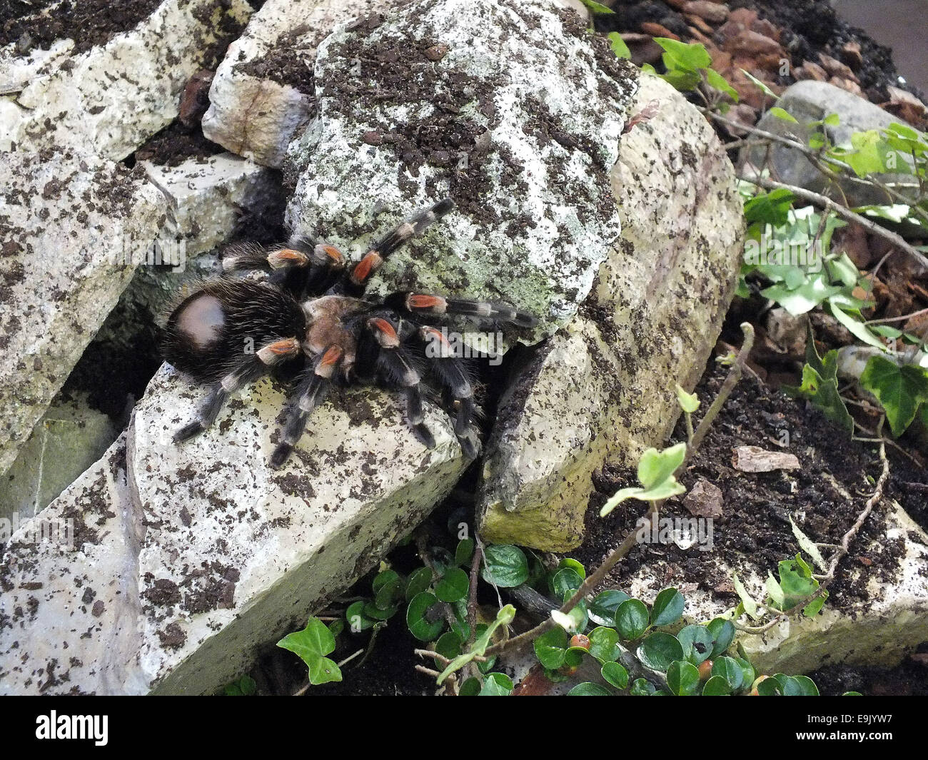 Tarantulas live in rain forests of Central America and are feared ...