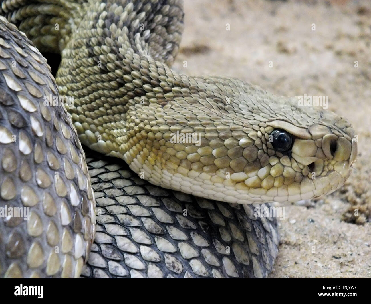 Mexican west coast rattlesnake hi-res stock photography and images - Alamy