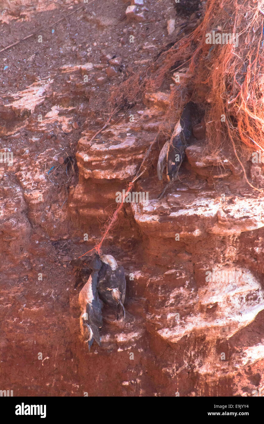Bird Mummy In Birdcliff Stock Photo - Alamy