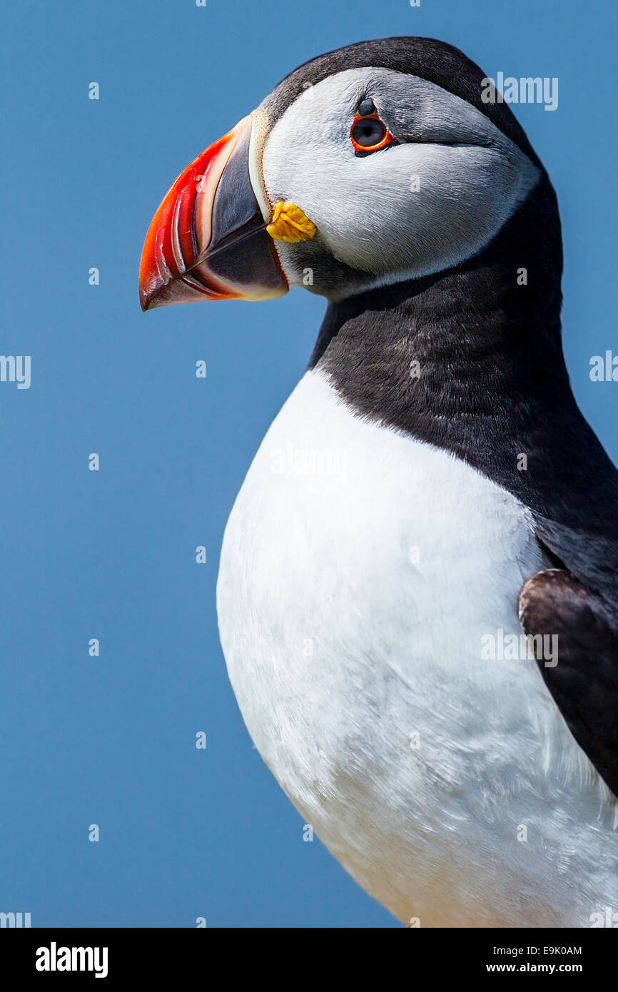 Fratercula arctica hi-res stock photography and images - Alamy