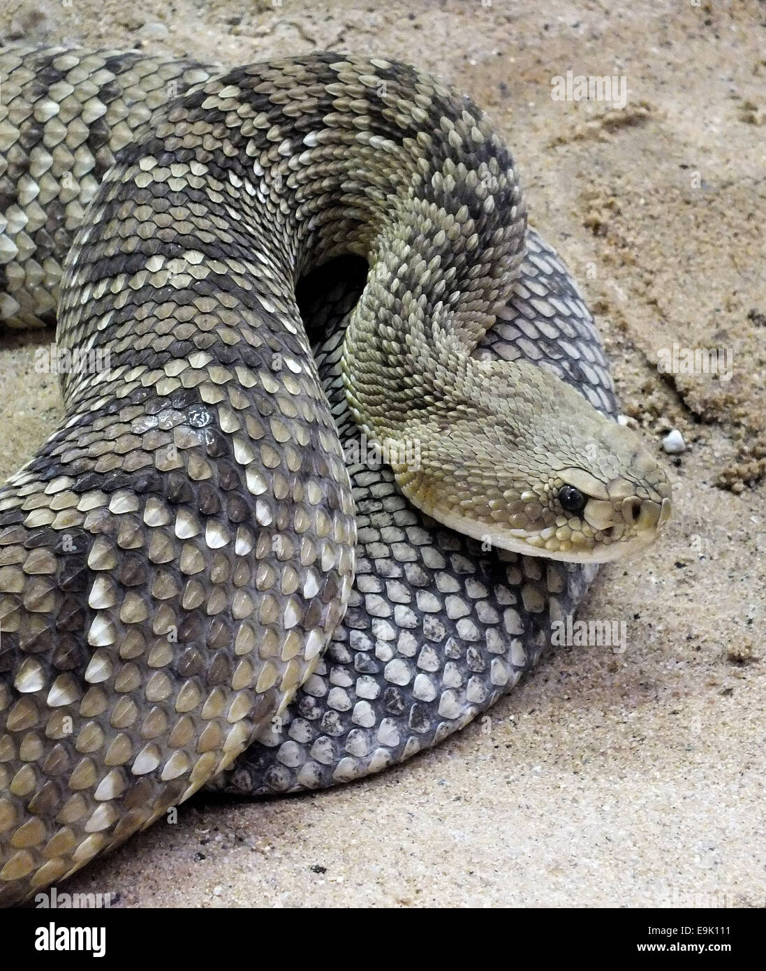 Mexican west coast rattlesnake poisonous snake hi-res stock photography ...