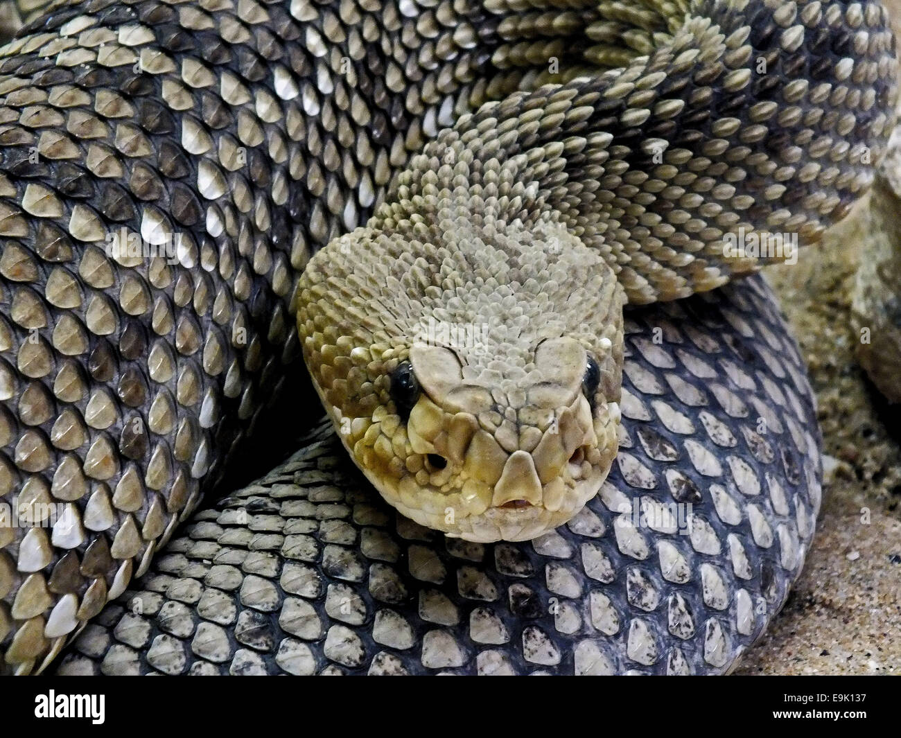 Mexican west coast rattlesnake hi-res stock photography and images - Alamy