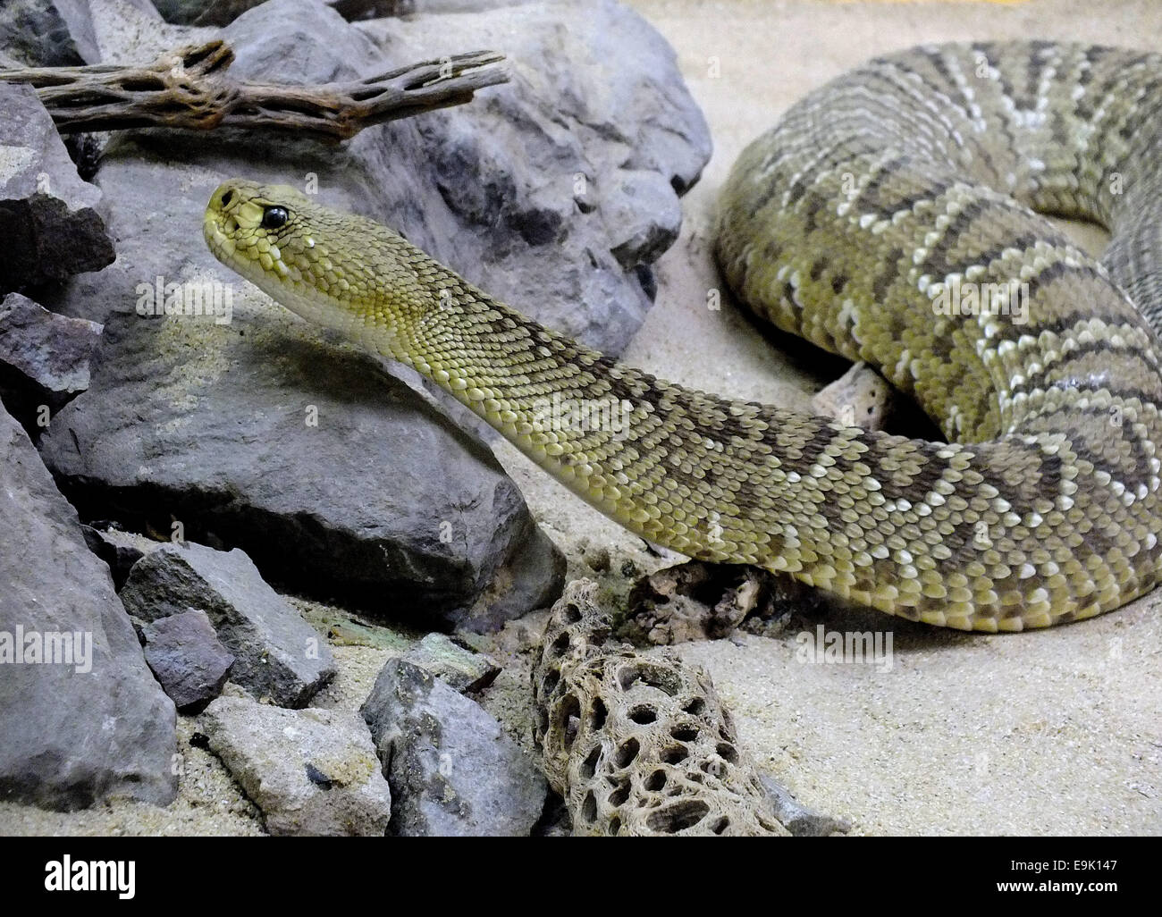 Mexican west coast rattlesnake (crotalus basiliscus Stock Photo - Alamy