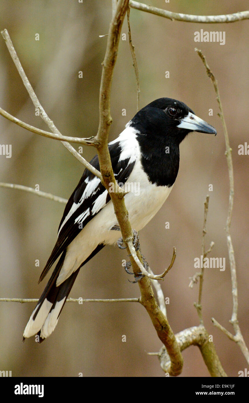 Pied Butcher Bird Male High Resolution Stock Photography and Images - Alamy