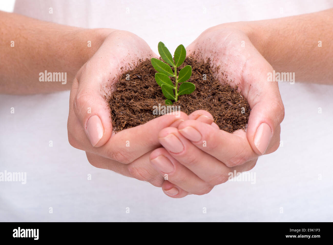 Plant growing in hands Stock Photo - Alamy