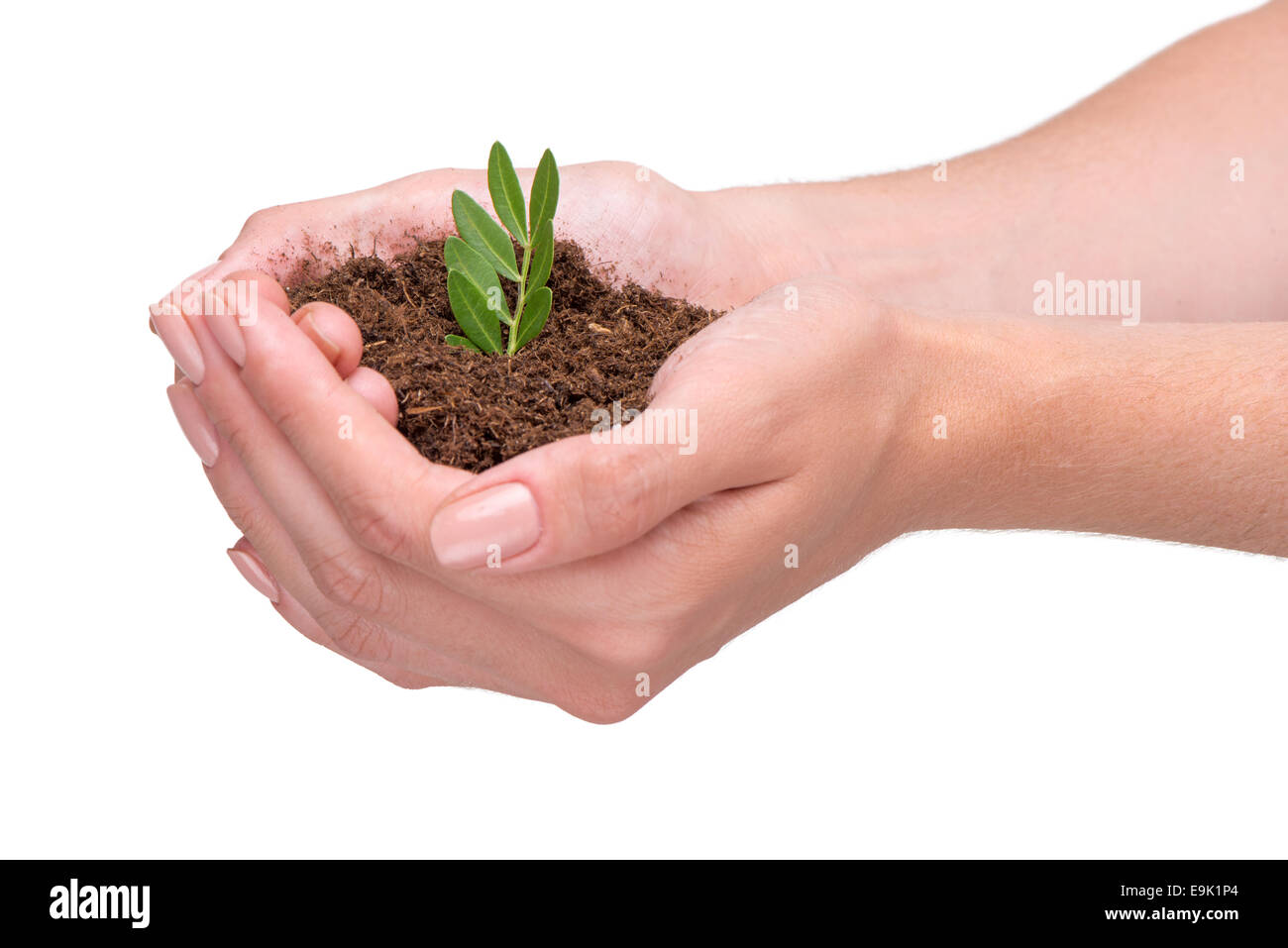 Plant growing in hands Stock Photo - Alamy
