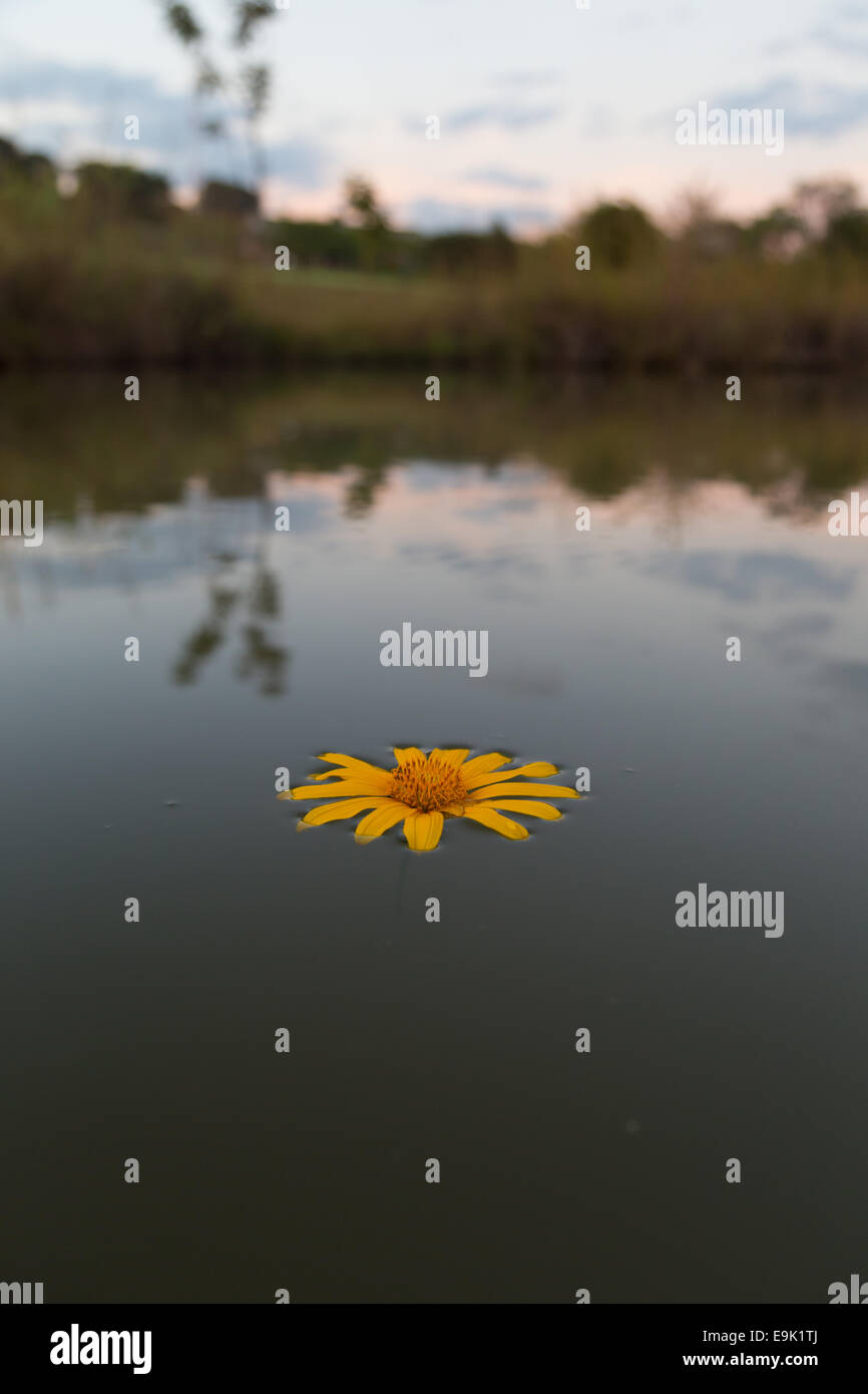 A Mexican sunflower floats on the surface of a water dam while the sun ...