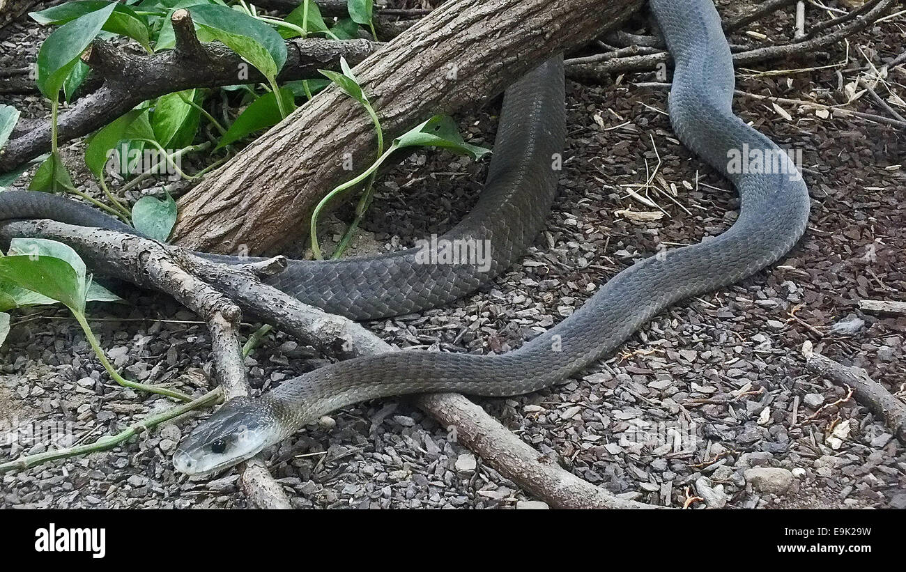 Dendroaspis Polylepis High Resolution Stock Photography and Images - Alamy