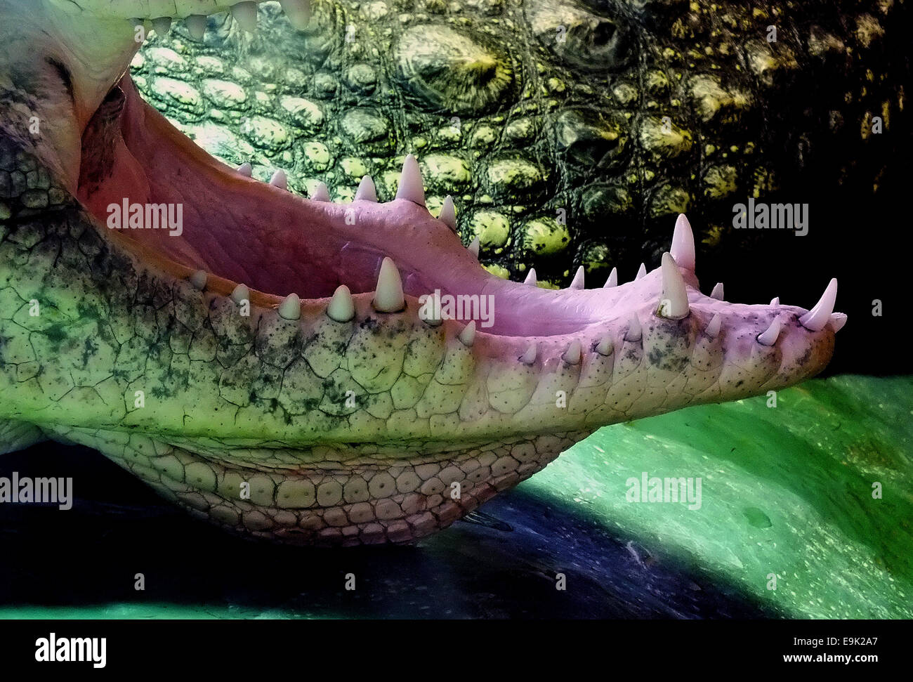 American alligator - Alligator mississippiensis Stock Photo - Alamy