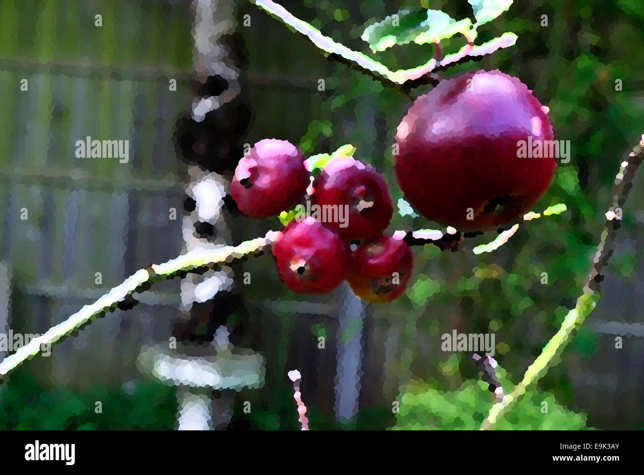 Red devil apple hi-res stock photography and images - Alamy