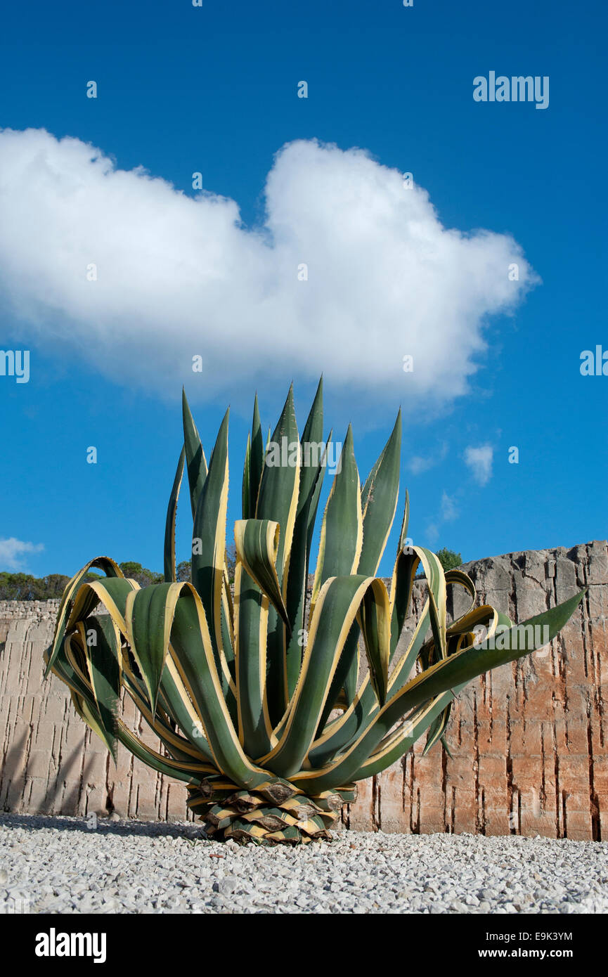 succulent on rocky landscape Stock Photo - Alamy