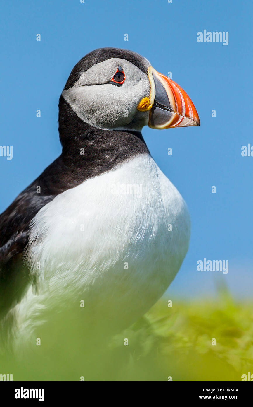 Atlantic puffin (Fratercula arctica) portrait Stock Photo - Alamy