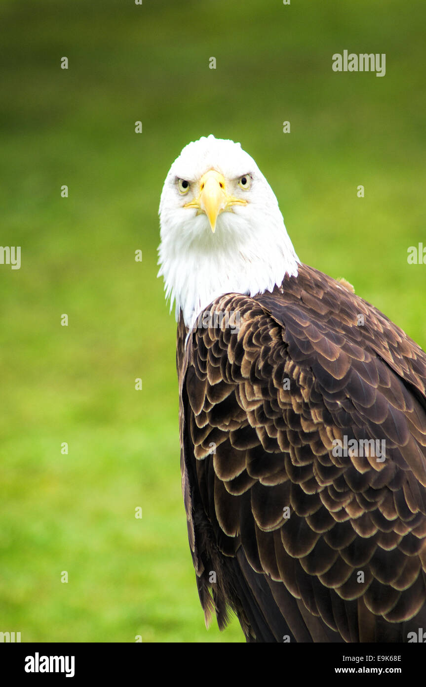 Front view eagle head hi-res stock photography and images - Alamy