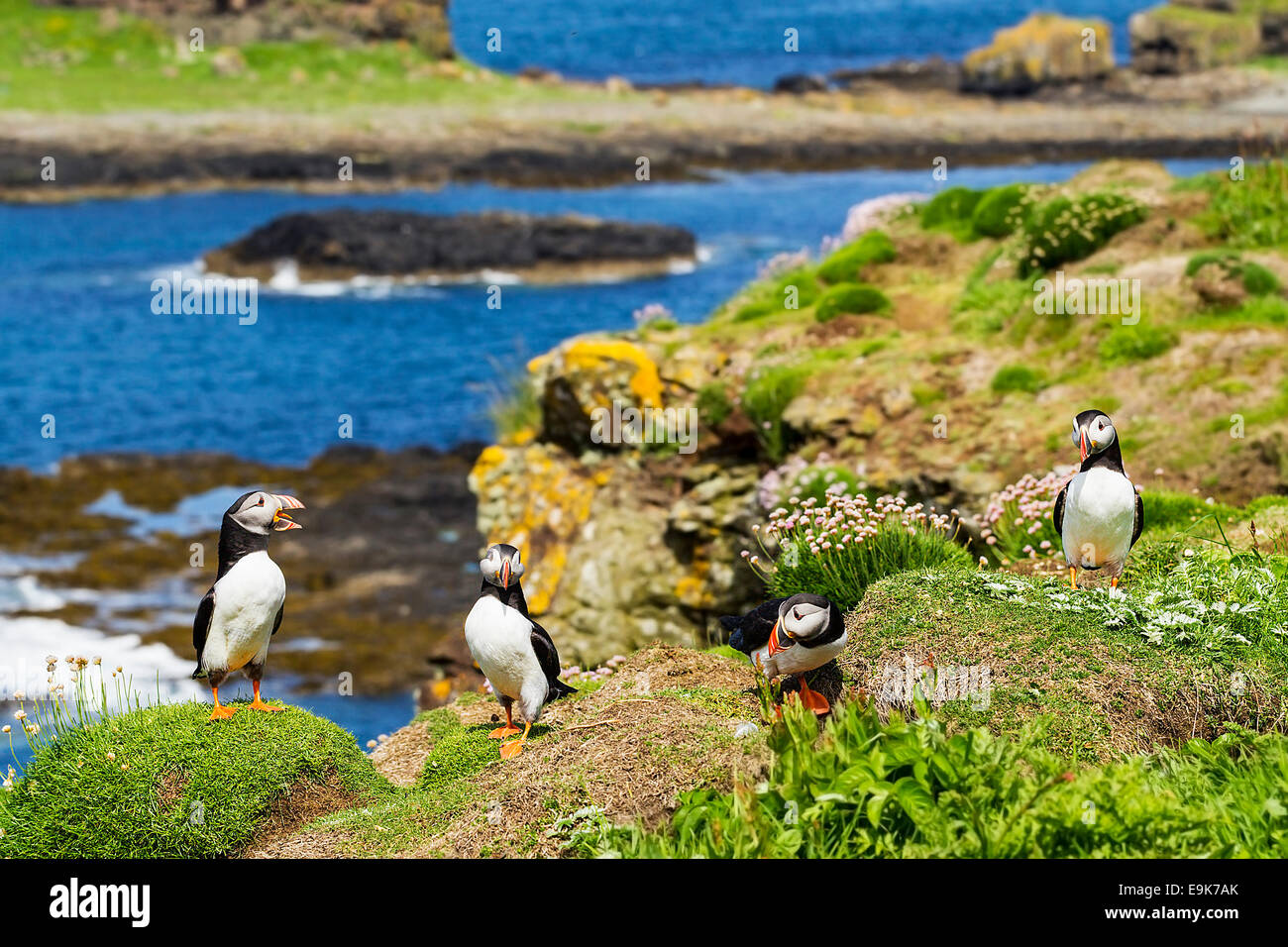 Atlantic puffin (Fratercula arctica) courtship behaviour Stock Photo ...