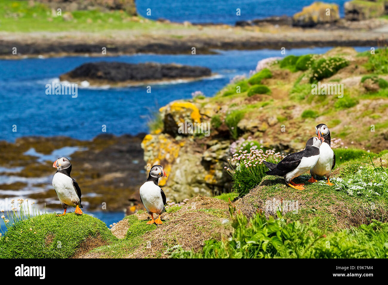 Atlantic puffin (Fratercula arctica) billing, a courtship display Stock ...