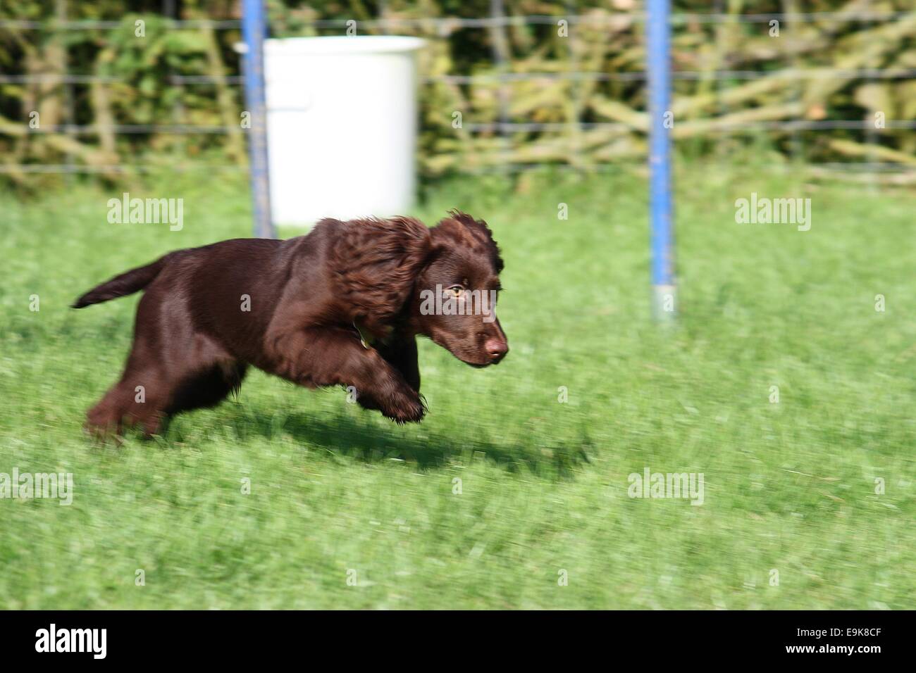 Chocolate working cocker spaniel hi-res stock photography and images ...