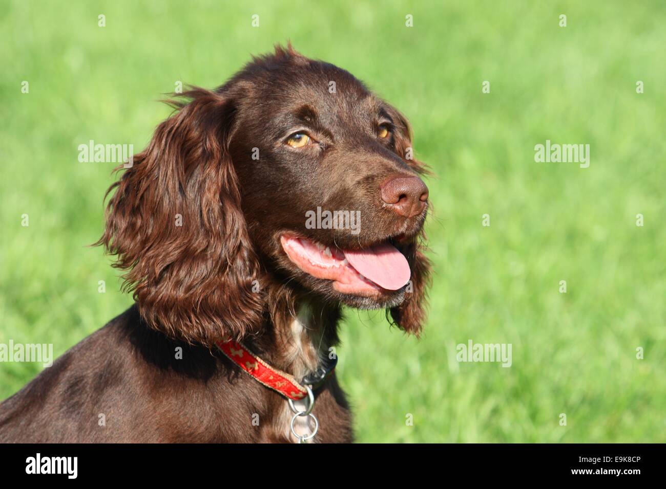 Chocolate Cocker Spaniel