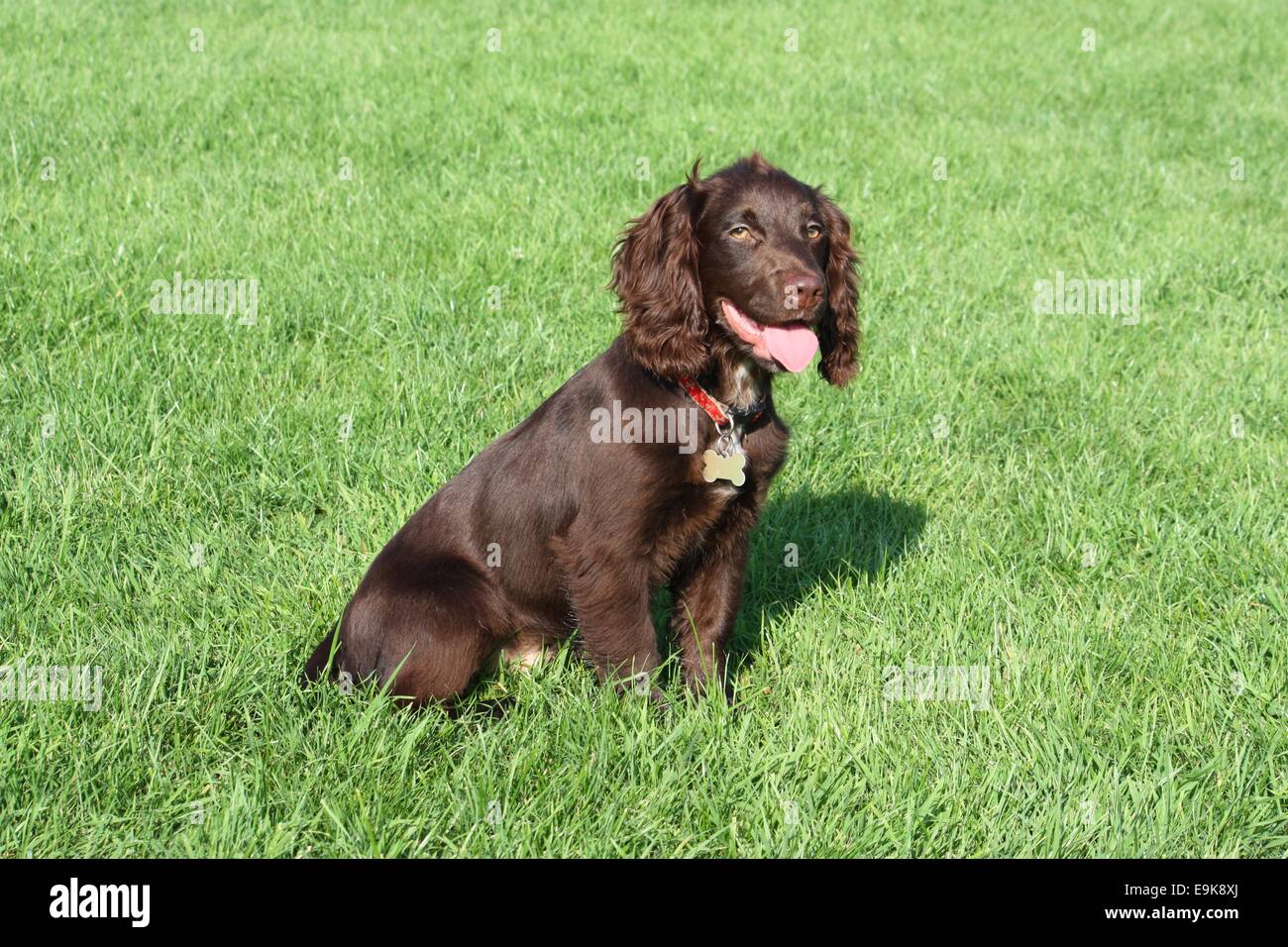 very cute young small chocolate liver working type cocker spaniel Stock ...