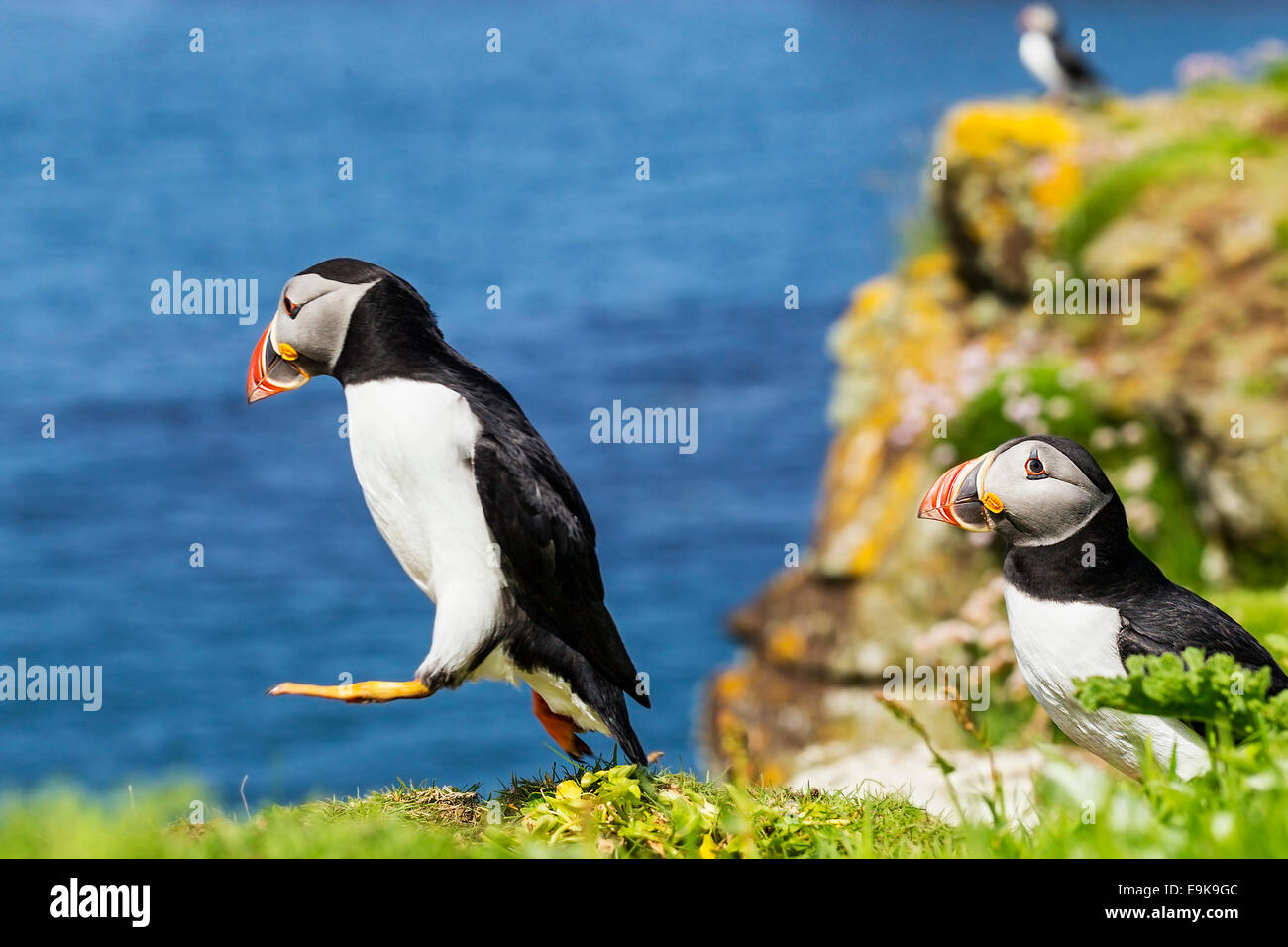 Atlantic puffin (Fratercula arctica) running Stock Photo - Alamy