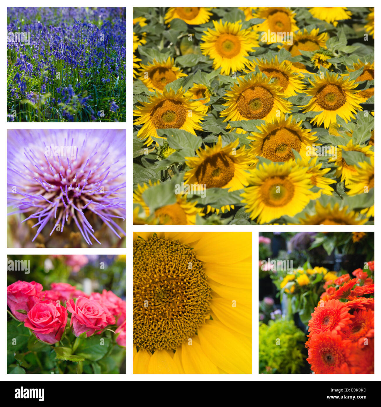 Collage of flowers hi-res stock photography and images - Alamy