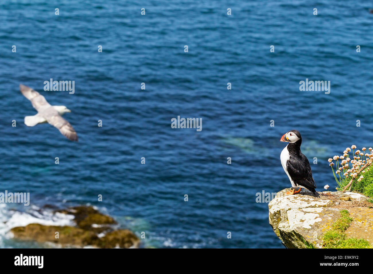 Puffin flying of a clifftop hi-res stock photography and images - Alamy