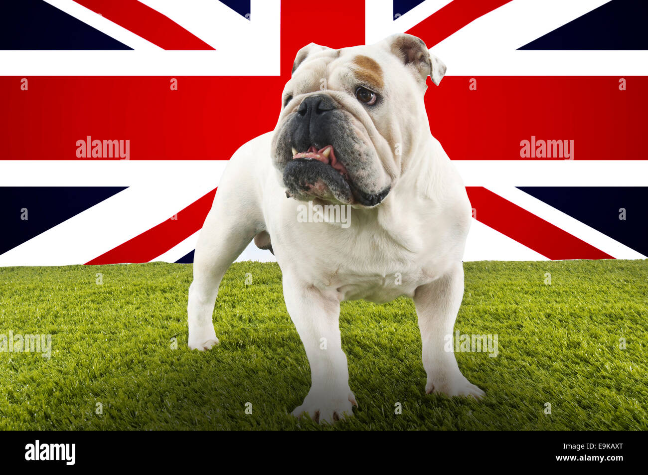 Bulldog union jack hi-res stock photography and images - Alamy