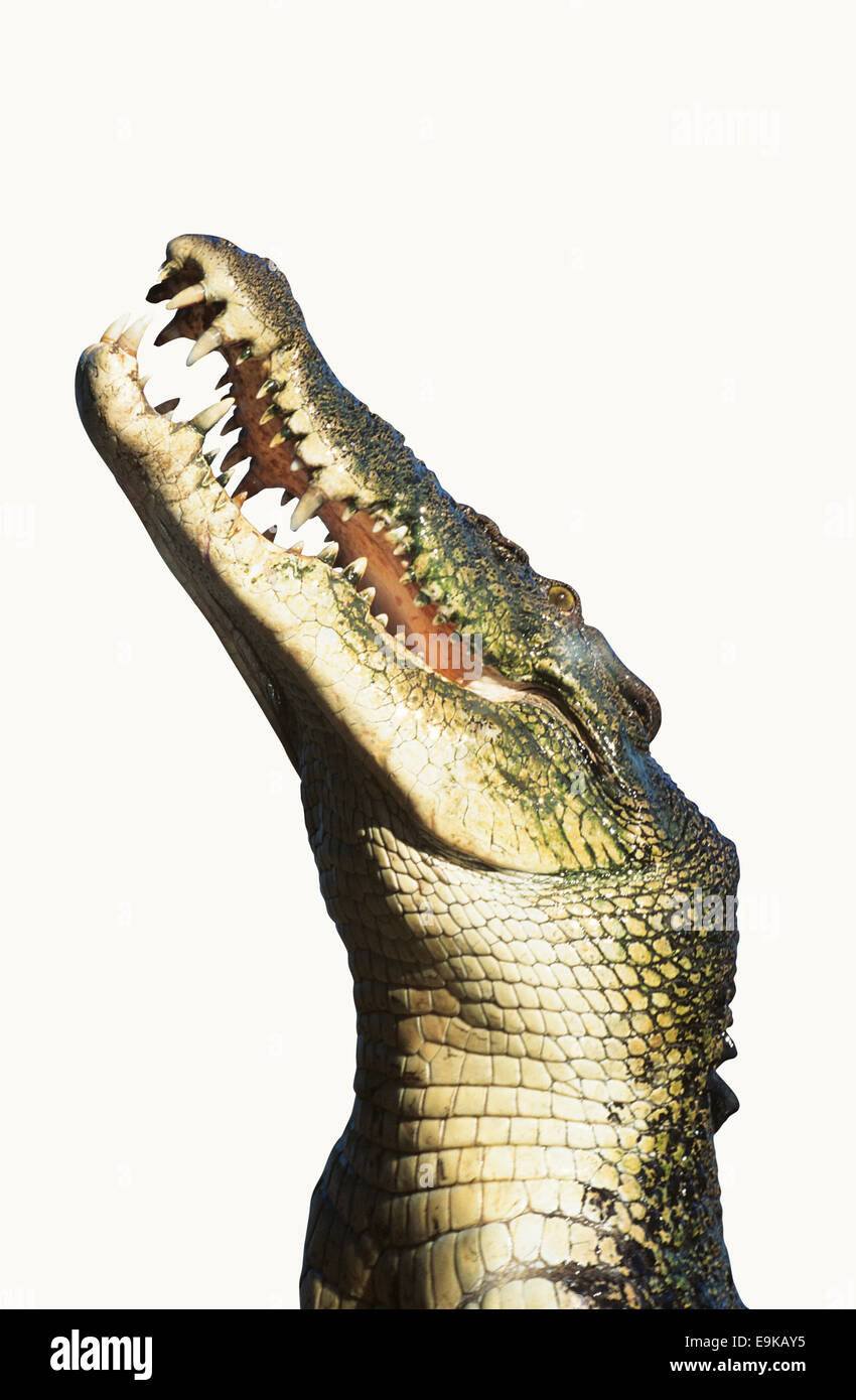 Alligator Side View