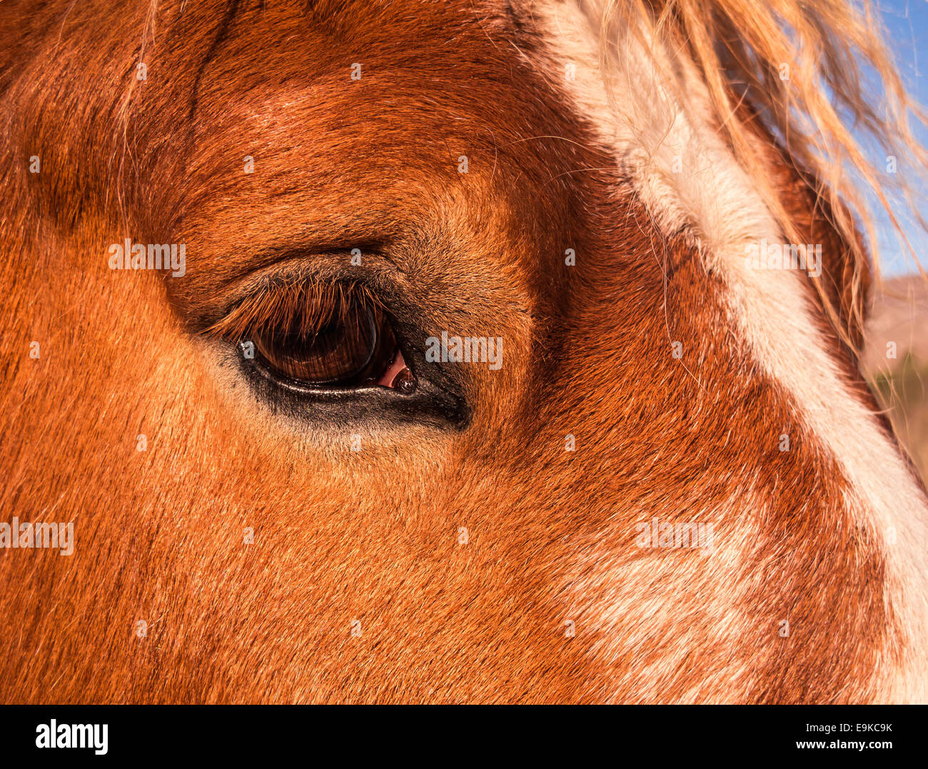 Horse eye hi-res stock photography and images - Alamy