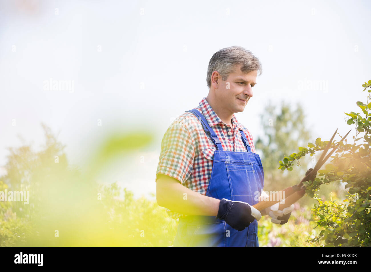 Gardener cutting tree branches at plant nursery Stock Photo - Alamy