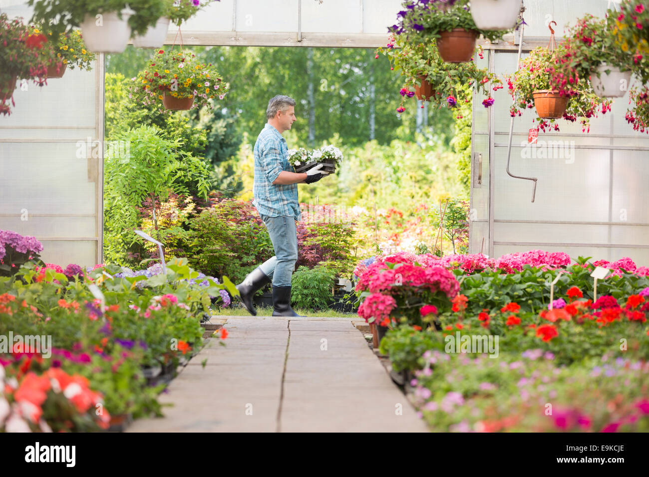Side view of gardener carrying crate with flower pots while walking ...