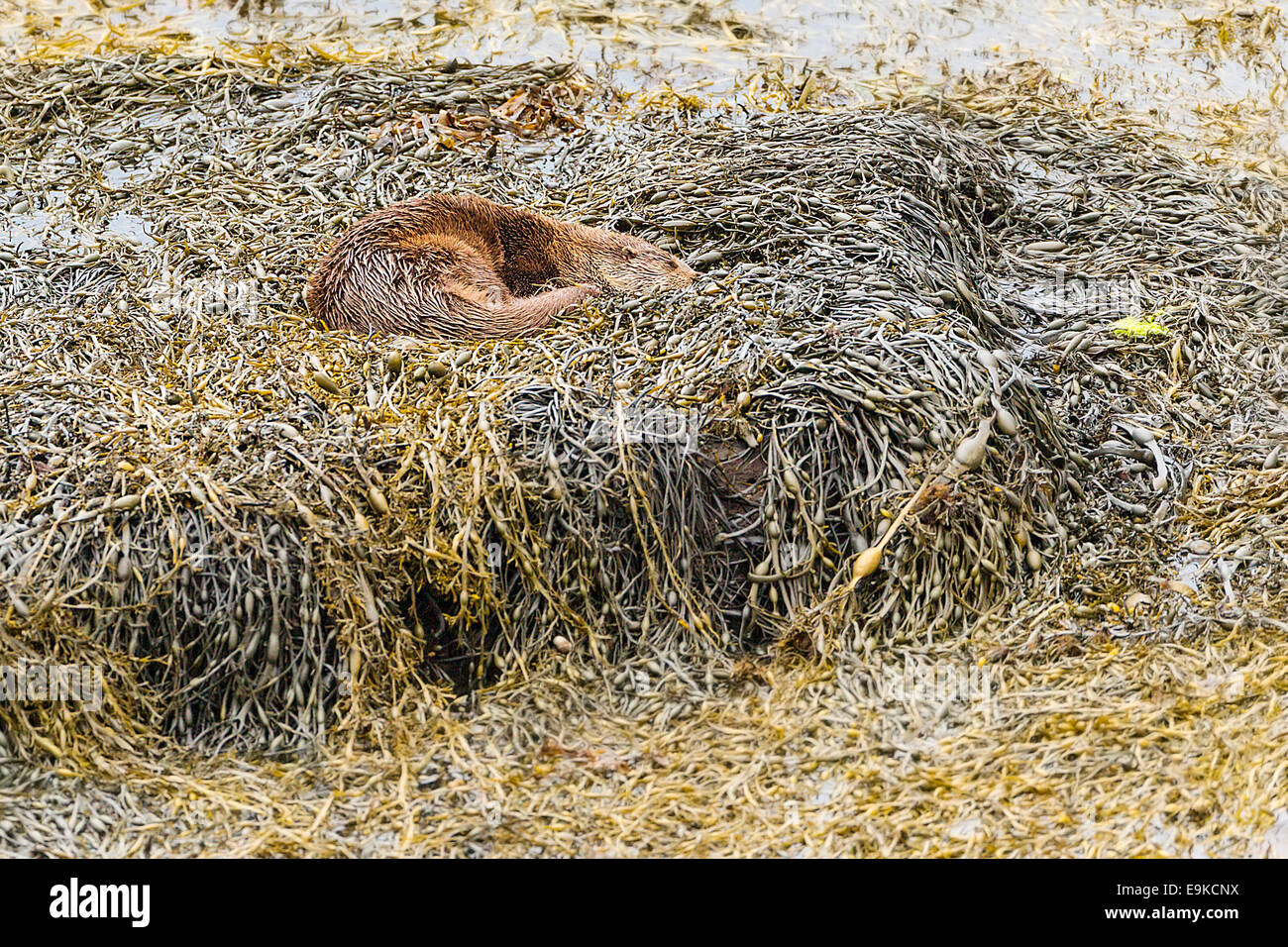 Otter Scotland High Resolution Stock Photography and Images - Alamy