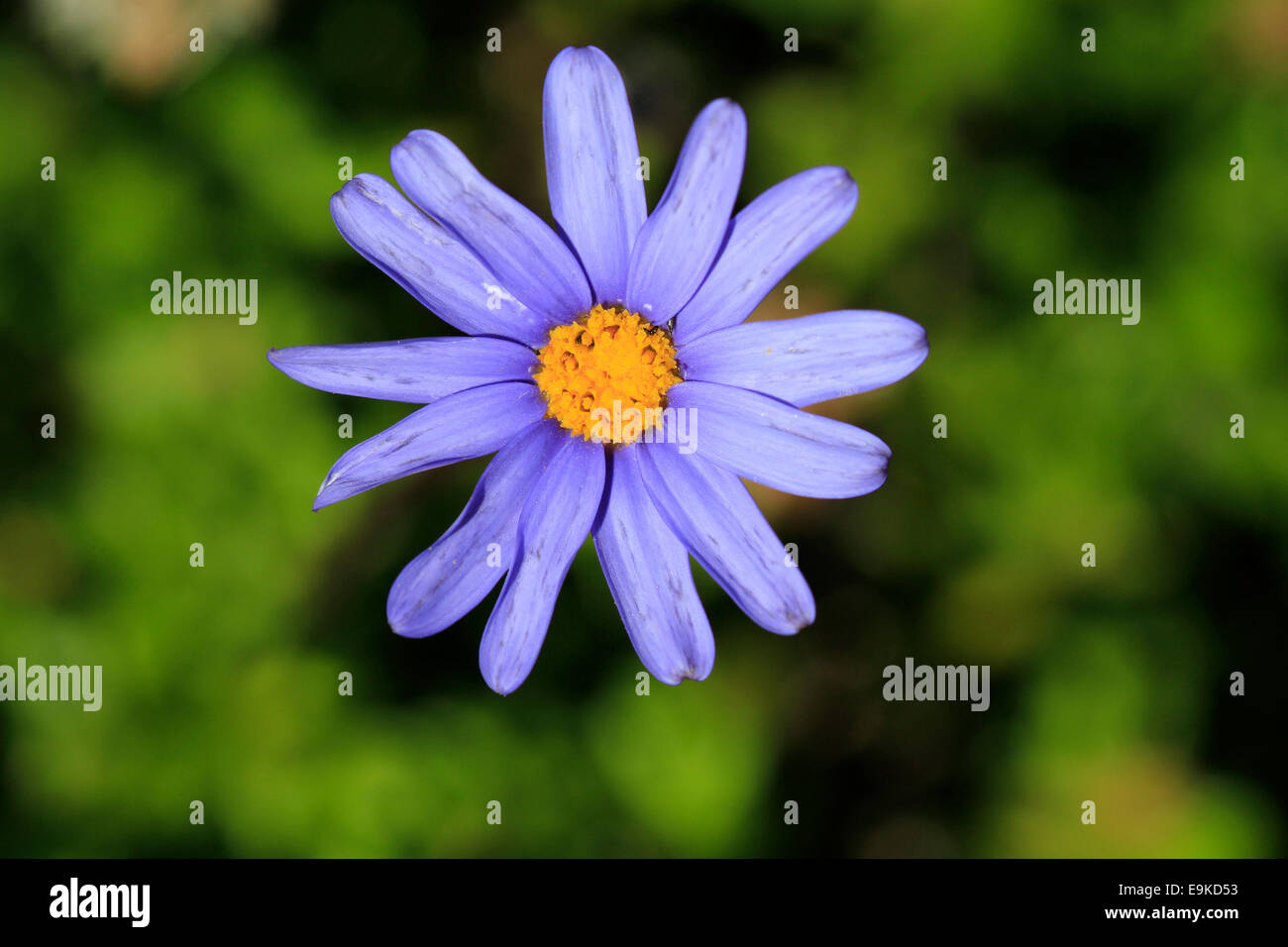 Blue daisy flower ( Felicia aethiopica) in the garden at Vergelegen ...