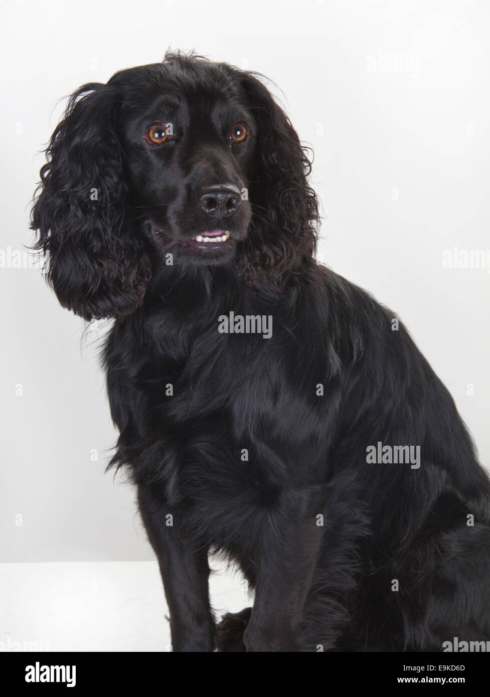 Portrait of Cocker Spaniel Dog sitting on white background Stock Photo ...