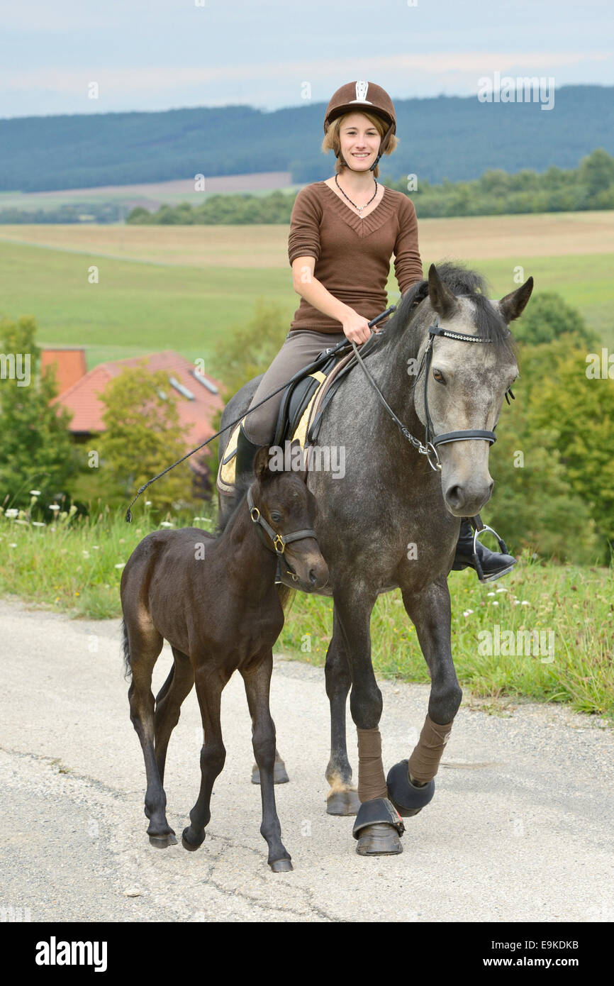 Rider on back of a Connemara pony mare riding out together with the ...