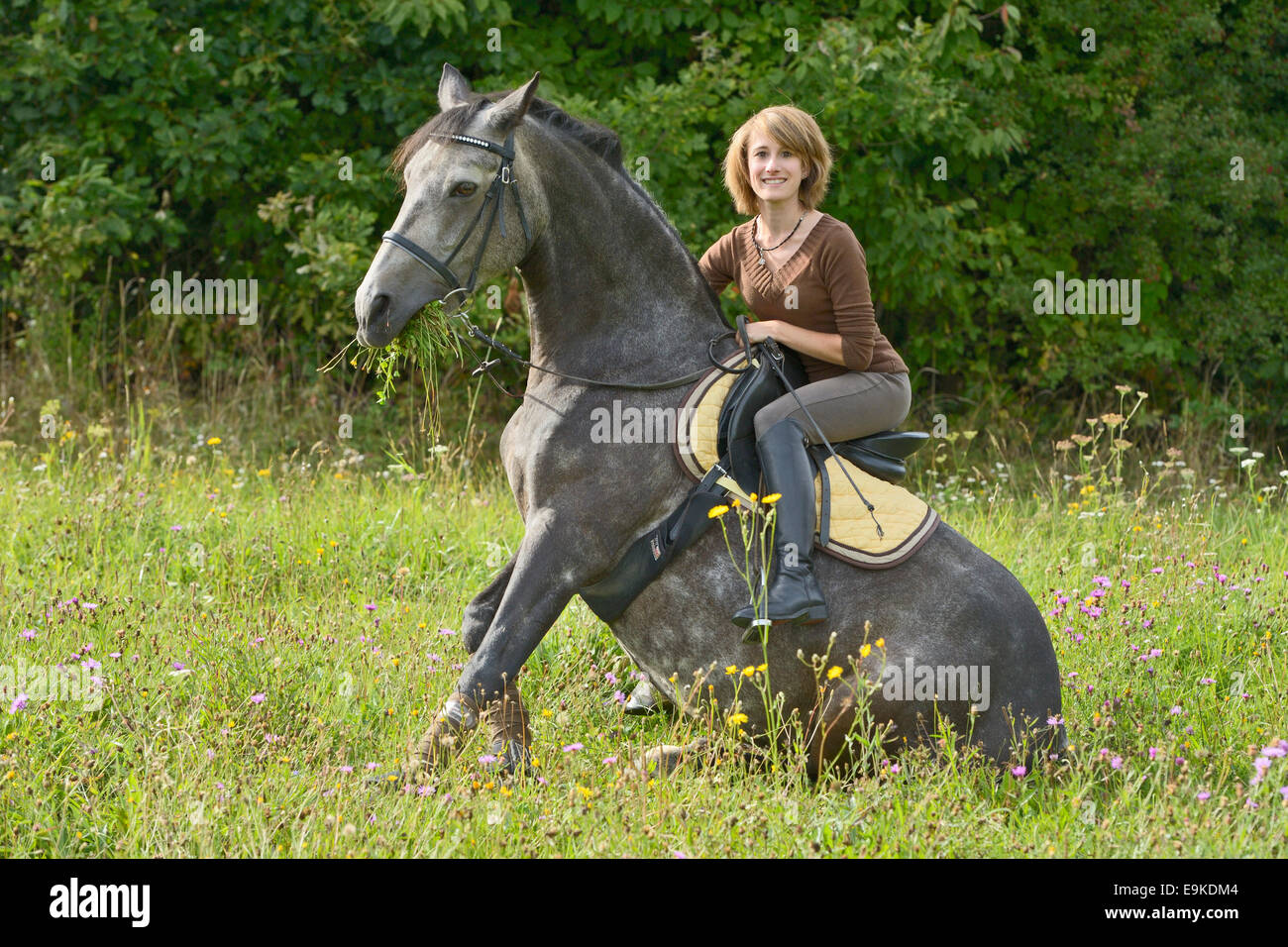 Young rider on back of a Connemara pony sitting in a meadow Stock Photo ...