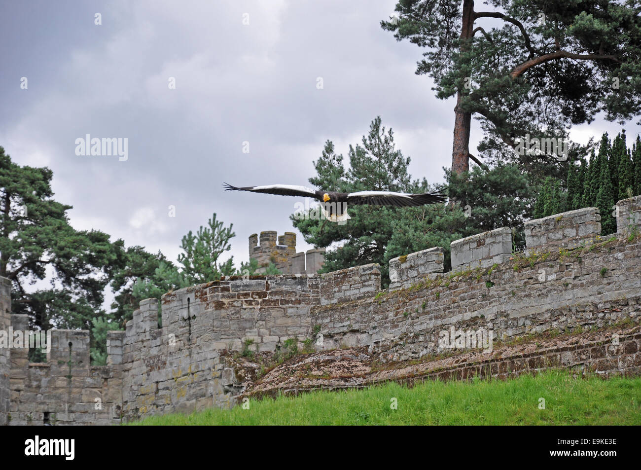 A giant steller's sea eagle flying at Warwick Castle, England, UK Stock ...