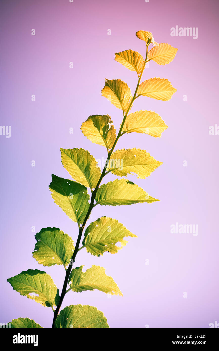 Hanging leaf bough hi-res stock photography and images - Alamy