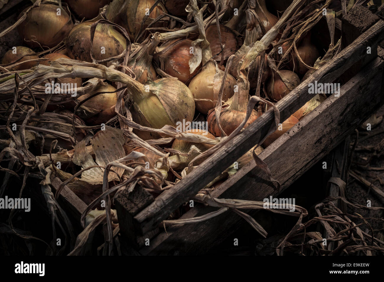 Home grown onions hi-res stock photography and images - Alamy