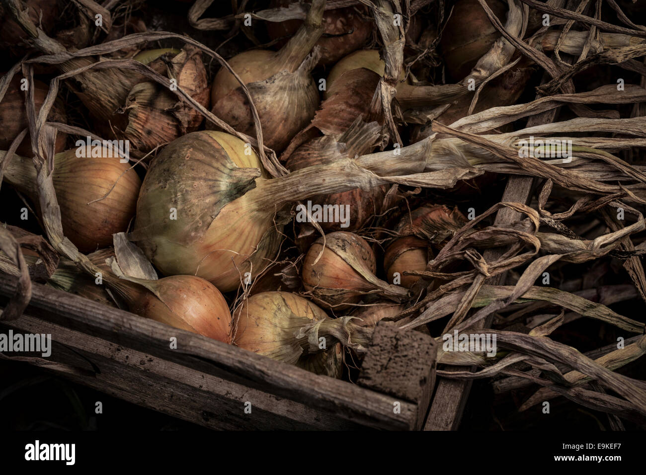 Home grown onions hi-res stock photography and images - Alamy