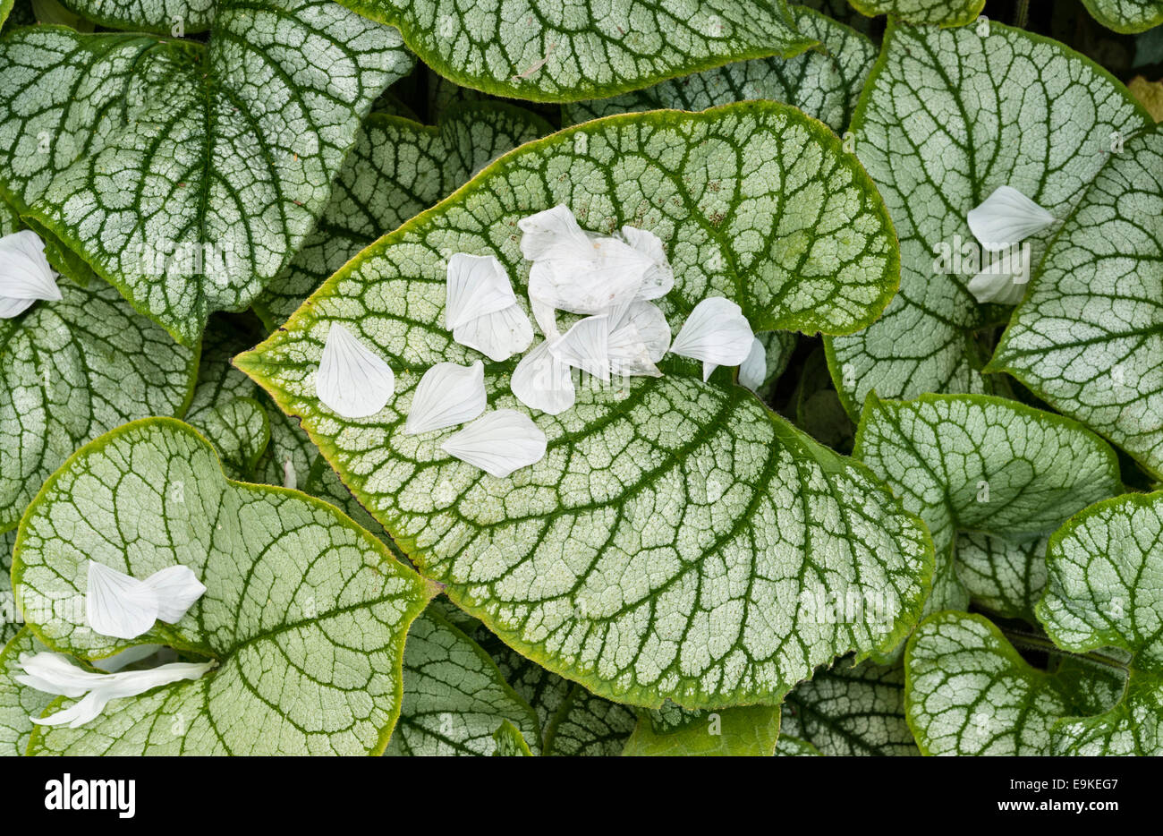 Bosvigo garden, Truro, Cornwall, UK. A closeup of the veined leaves of ...